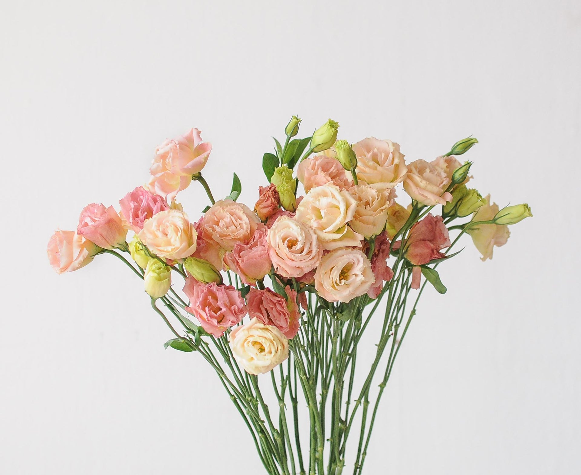 Eustoma - Single Variety Flowers – Wonderland Botanicals