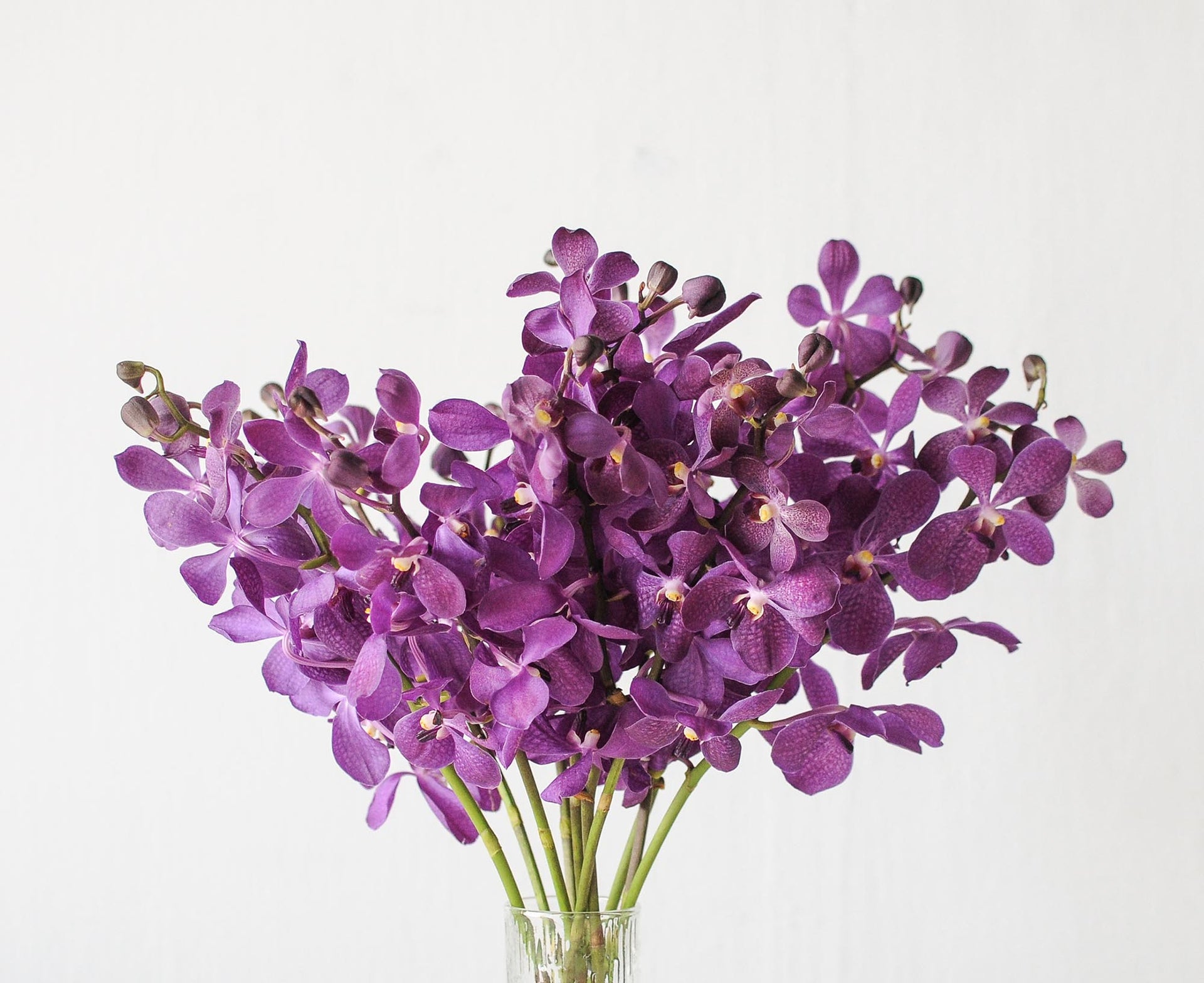 Mokara Orchid - Single Variety Flowers – Wonderland Botanicals